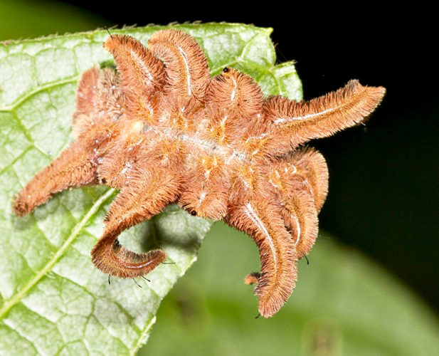 Insects can be our friends too | News, Sports, Jobs - The Express